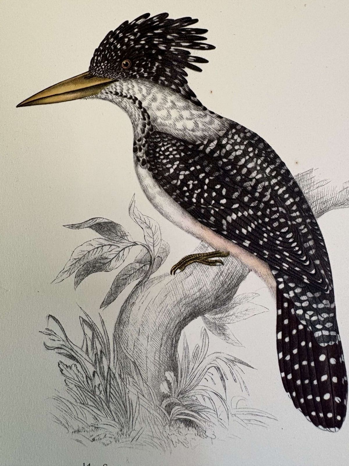 A Pair Of Tropical Bird Kingfisher Plates By John Gould 1948 | Vinterior