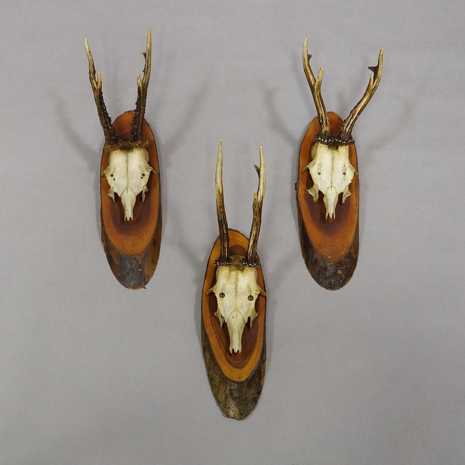 Set Van Zes Reeëntrofs Op Houten Schijven, Duitsland, Ca. Jaren 1950 ...