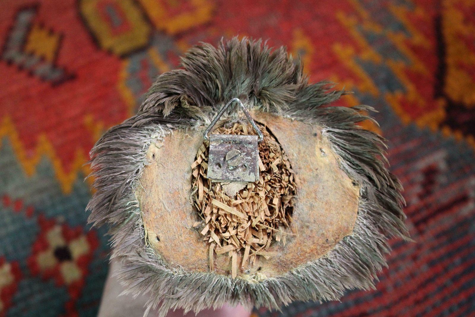19th Century Curios Taxidermy Head Mount English Adult Goose | Rowland ...