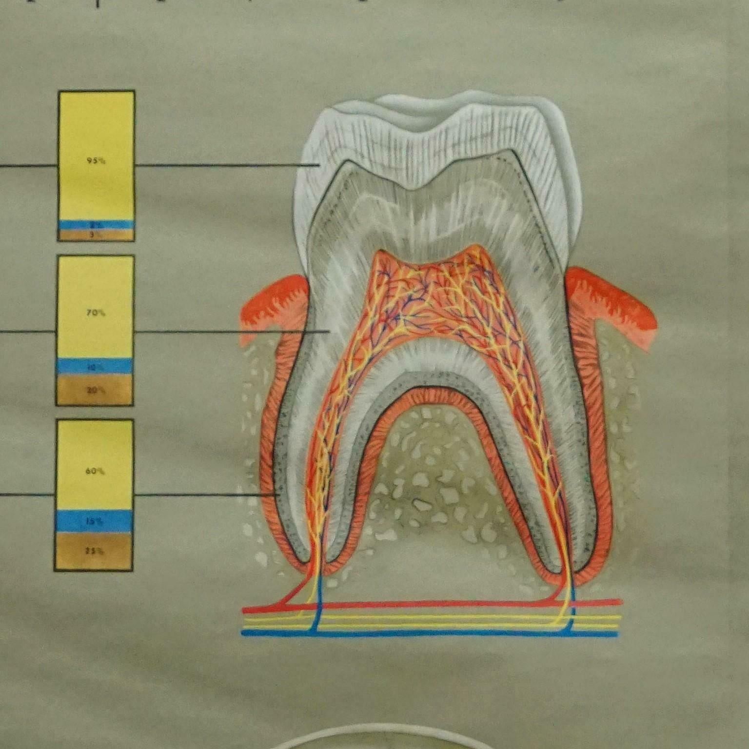 Human Body Poster Rollable Wall Chart Print Healthy Teeth Jaw Head ...