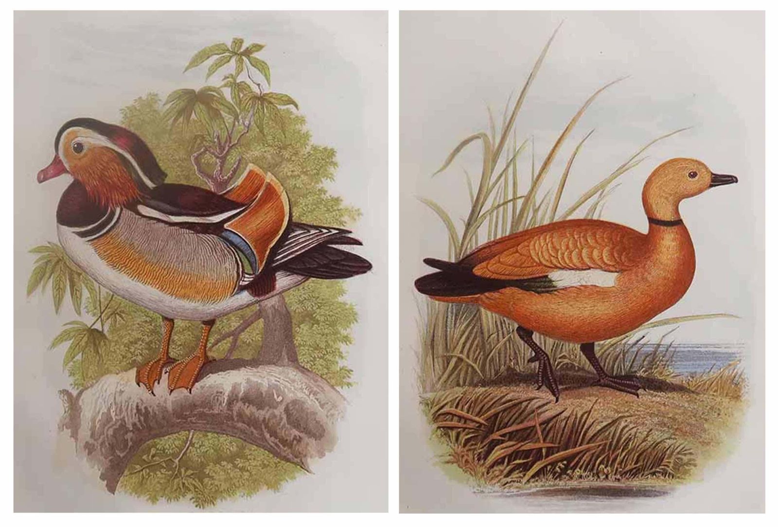 Pair Of Original Antique Prints Of Ducks, C.1880. | Vinterior