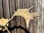 Vintage Large Fallow Buck Antlers, Naturally Shed, On Pine Shield ...
