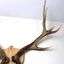 Vintage Red Deer Stag Antlers, Large 12 Point, Naturally Shed, Mounted ...