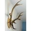 Vintage Red Deer Stag Antlers, Large 12 Point, Naturally Shed, Mounted ...