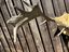 Vintage Large Fallow Buck Antlers, Naturally Shed, On Pine Shield ...