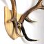 Vintage Red Deer Stag Antlers, Large 12 Point, Naturally Shed, Mounted ...