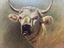 19th Century Prize White Hereford Bull Portrait Oil Painting Signed E ...